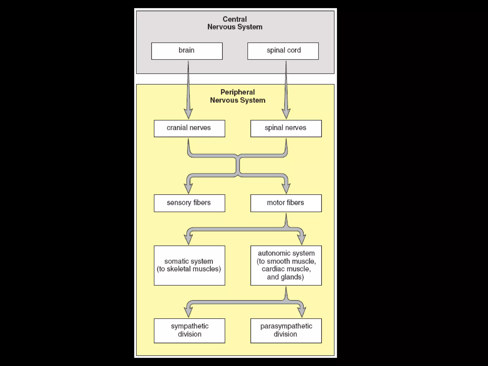 central nervous system.ppt