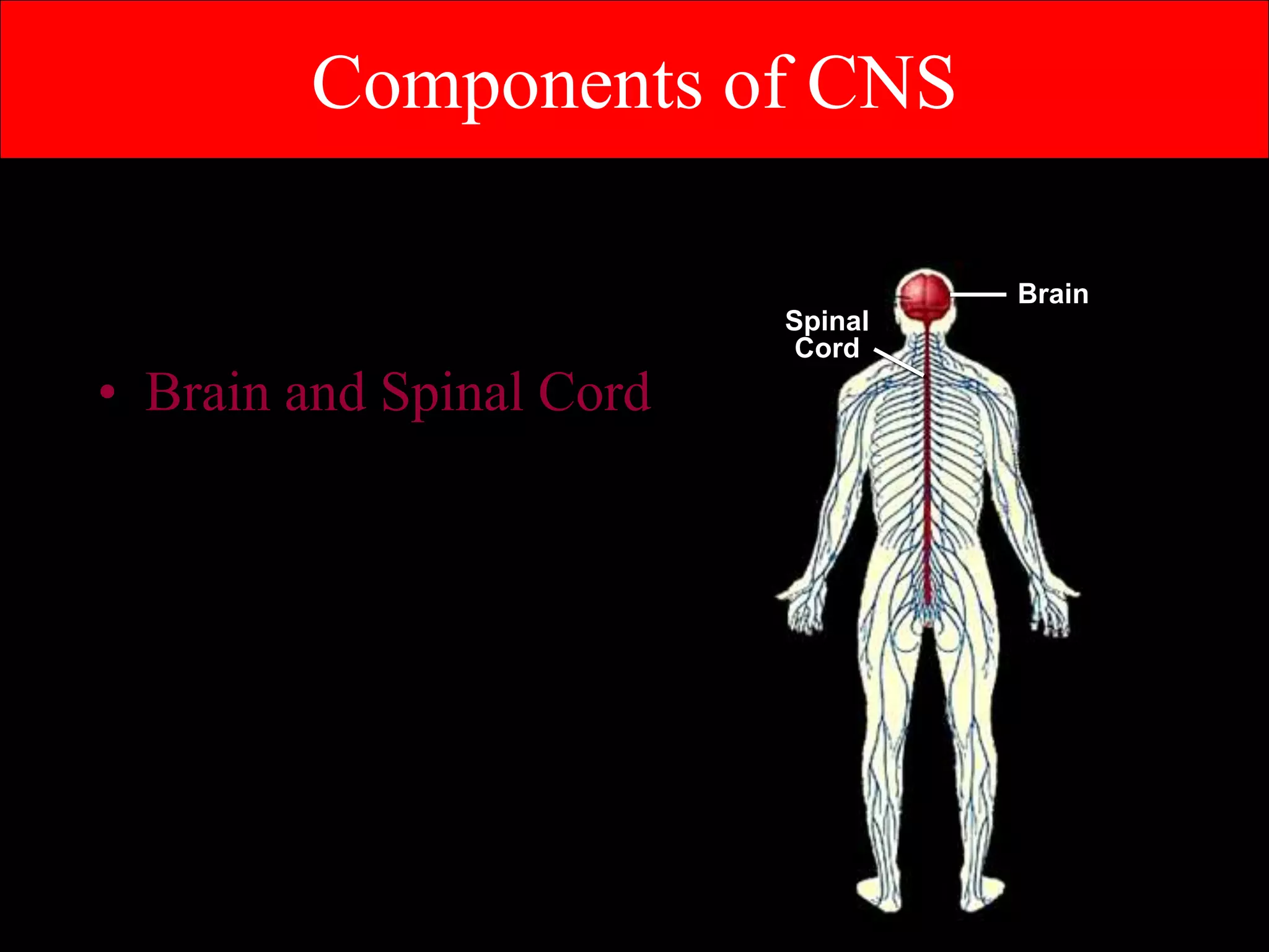 central nervous system.ppt