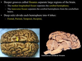 central nervous system.ppt