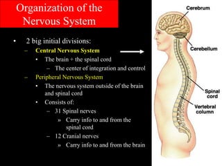 central nervous system.ppt
