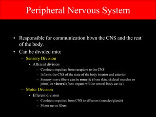 central nervous system.ppt