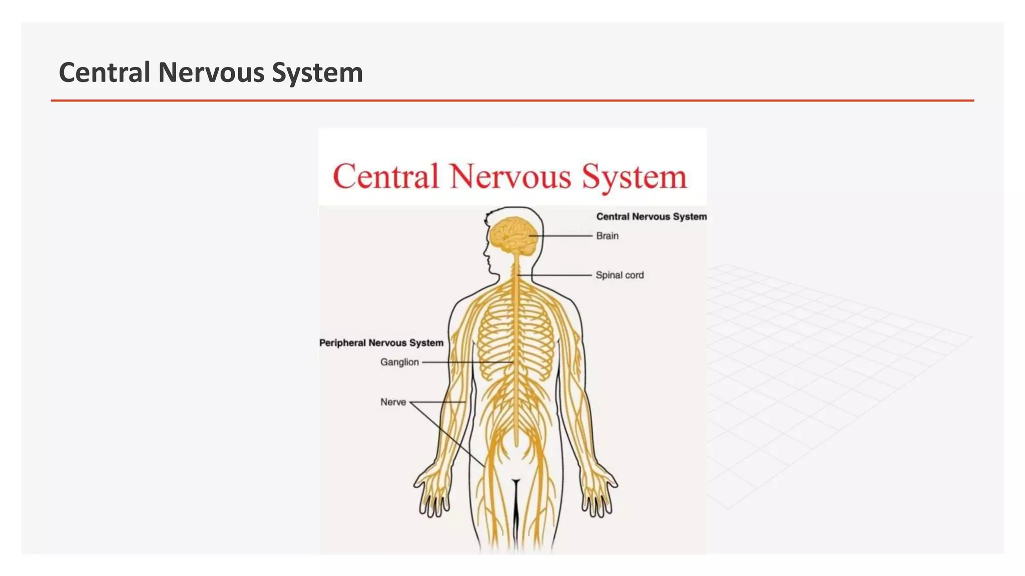 Central Nervous System.pptx