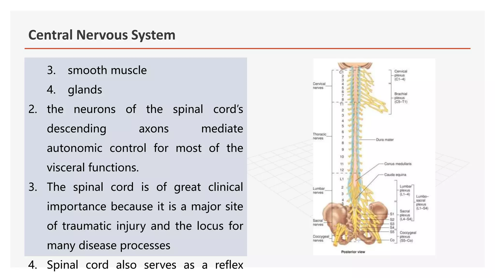 Central Nervous System.pptx