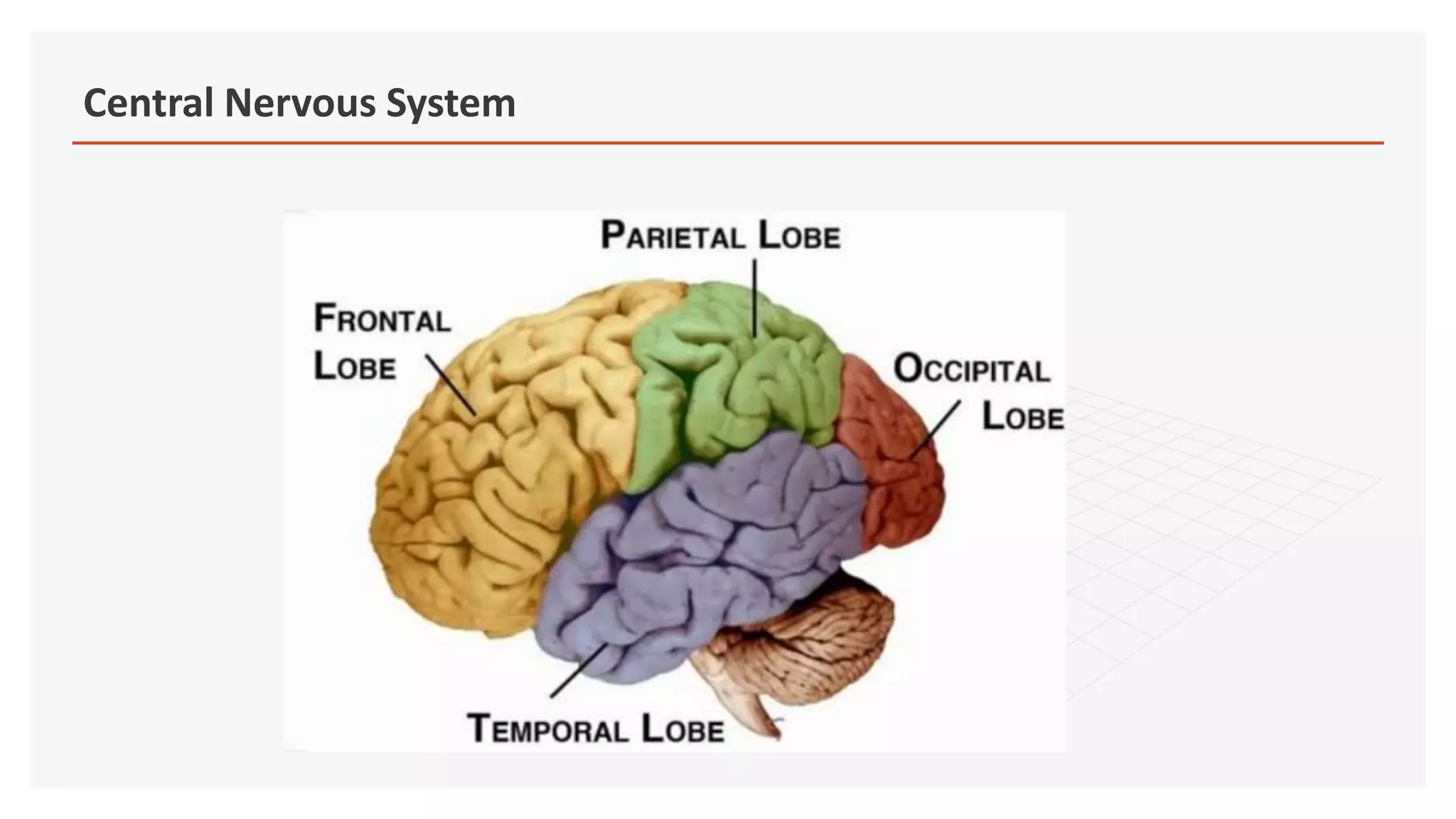 Central Nervous System.pptx