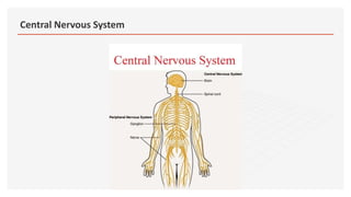 Central Nervous System.pptx