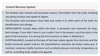 Central Nervous System.pptx