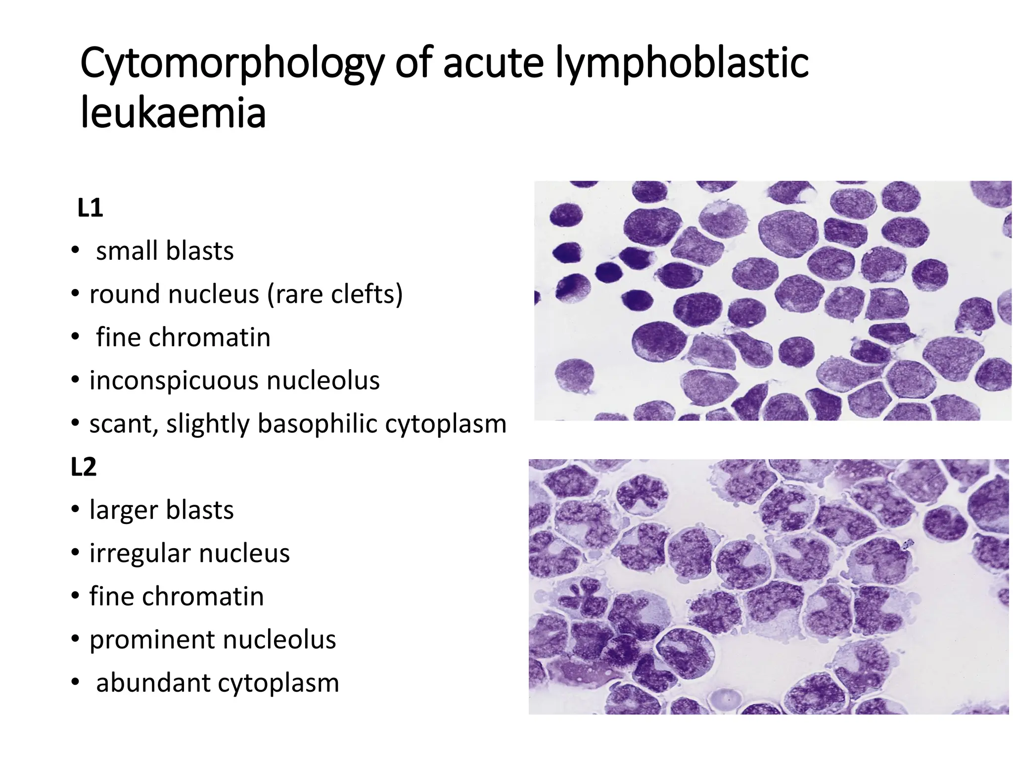 Clinical diagnostic Cytology Central Nervous System.pdf