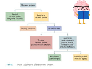 Central Nervous System of Brain .pptx