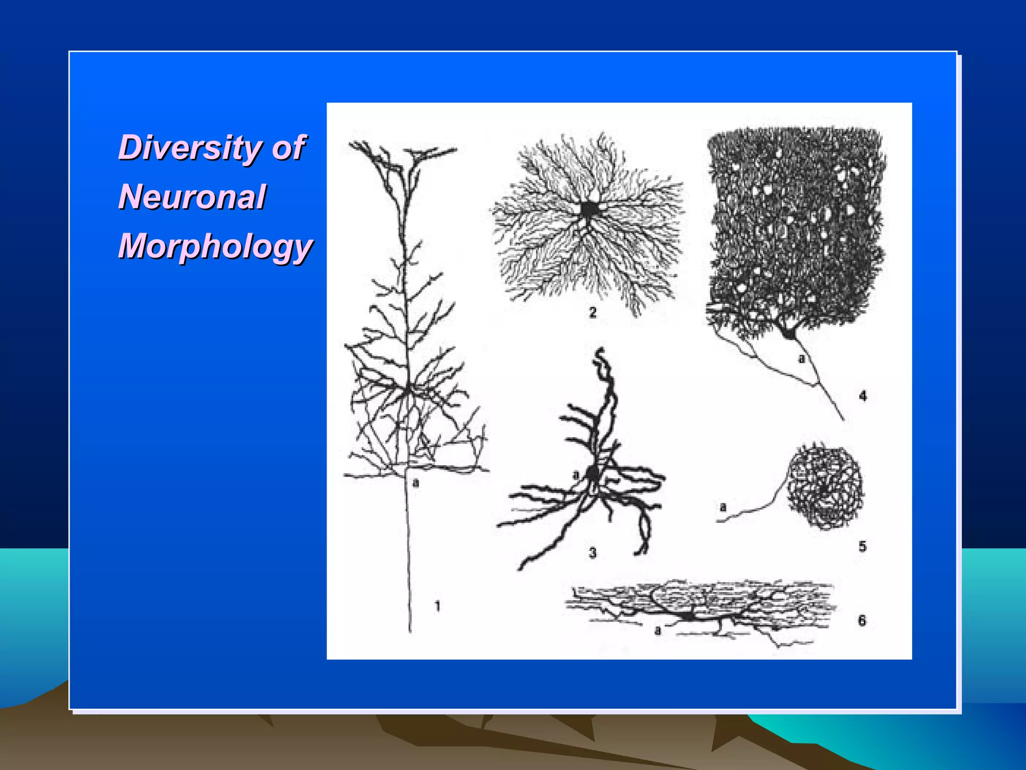 Central Nervous System Physiology | PPT