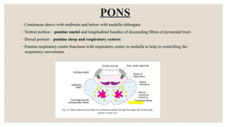 CENTRAL NERVOUS SYSTEM (1) (1).pdf
