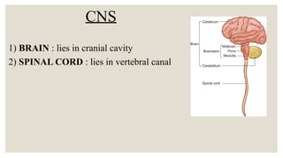 CENTRAL NERVOUS SYSTEM (1) (1).pdf