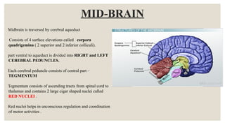 CENTRAL NERVOUS SYSTEM (1) (1).pdf