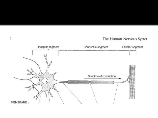 Central nervous system introduction | PPTX