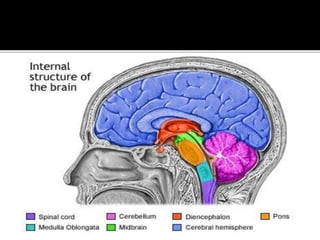 Central nervous system introduction | PPTX