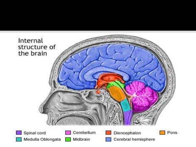 Central nervous system introduction | PPTX