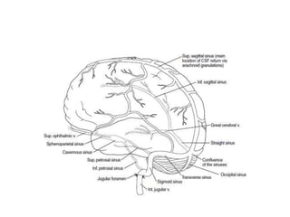 Central nervous system physiology and cerebral blood flow2012 | PPTX
