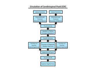 Central nervous system physiology and cerebral blood flow2012 | PPTX
