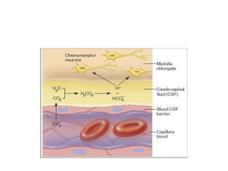Central nervous system physiology and cerebral blood flow2012 | PPTX
