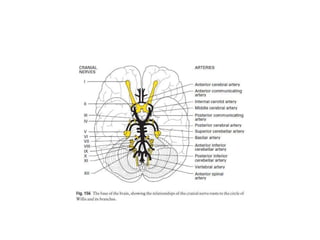 Central nervous system physiology and cerebral blood flow2012 | PPTX