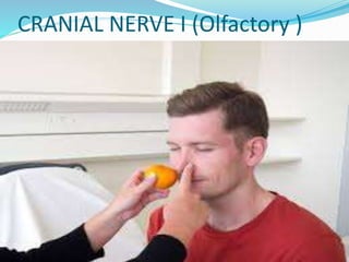 Central nervous system vidhya | PPTX