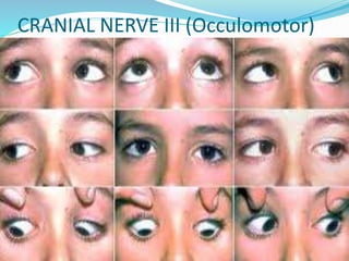 Central nervous system vidhya | PPTX