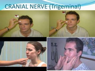 Central nervous system vidhya | PPTX