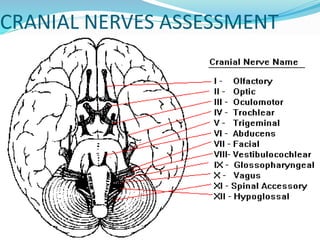 Central nervous system vidhya | PPTX