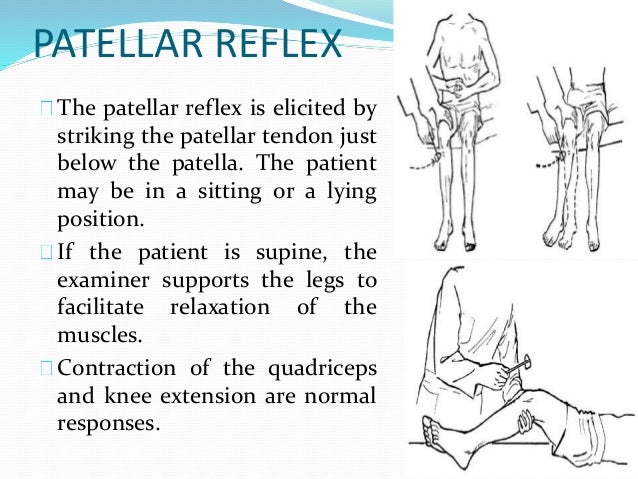 Central nervous system vidhya