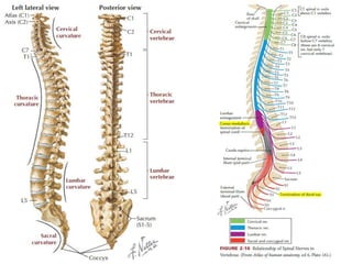 Central neural blockade | PPTX