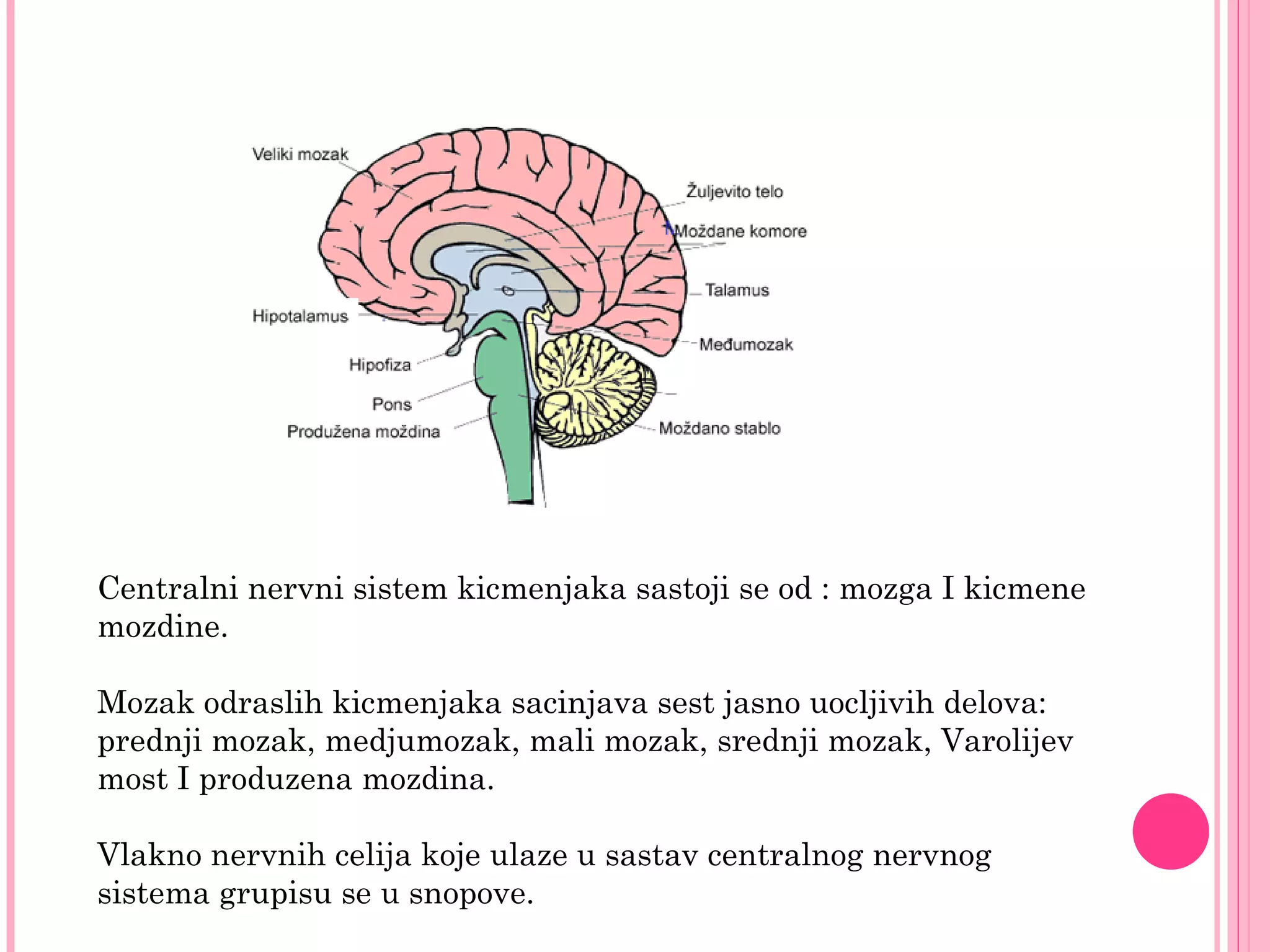 Biologija - Centralni nervni sistem - Andrija Stanković - Jasmina ...