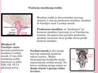 Biologija - Centralni nervni sistem - Andrija Stanković - Jasmina ...