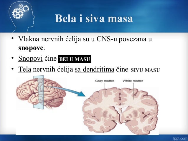 Centralni nervni sistem