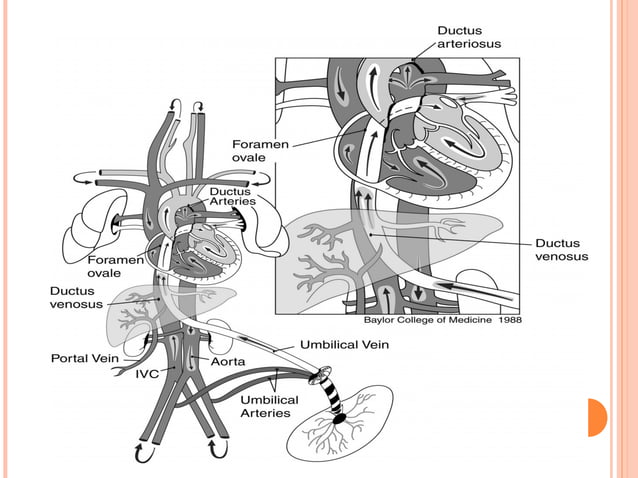Central venous lines and their problems