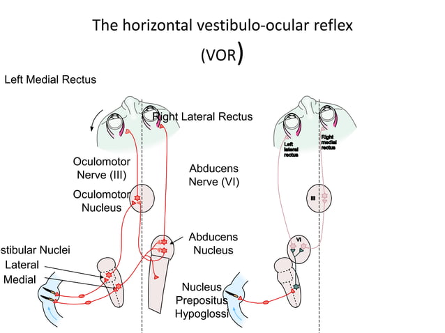 Central Vestibular Disorders | PPT