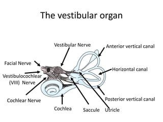 Central Vestibular Disorders | PPT