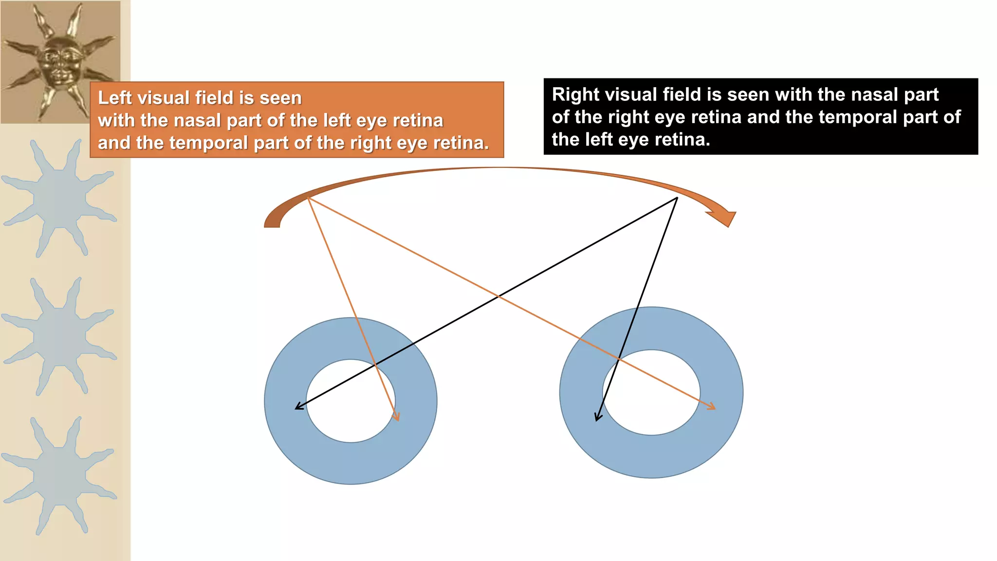 Central visual pathways | PPSX | Eye and Vision Conditions | Diseases ...