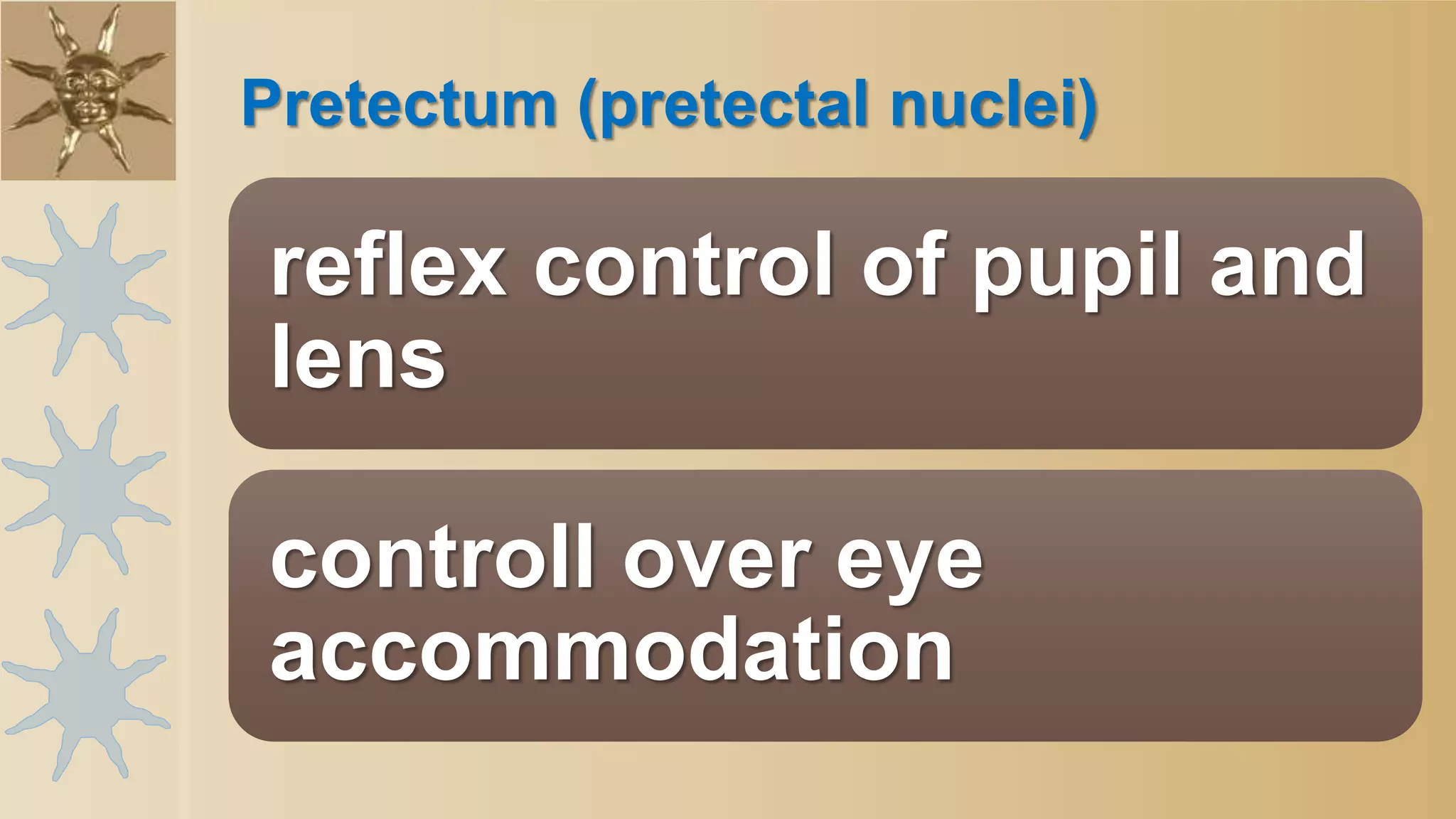 Central visual pathways | PPSX | Eye and Vision Conditions | Diseases ...