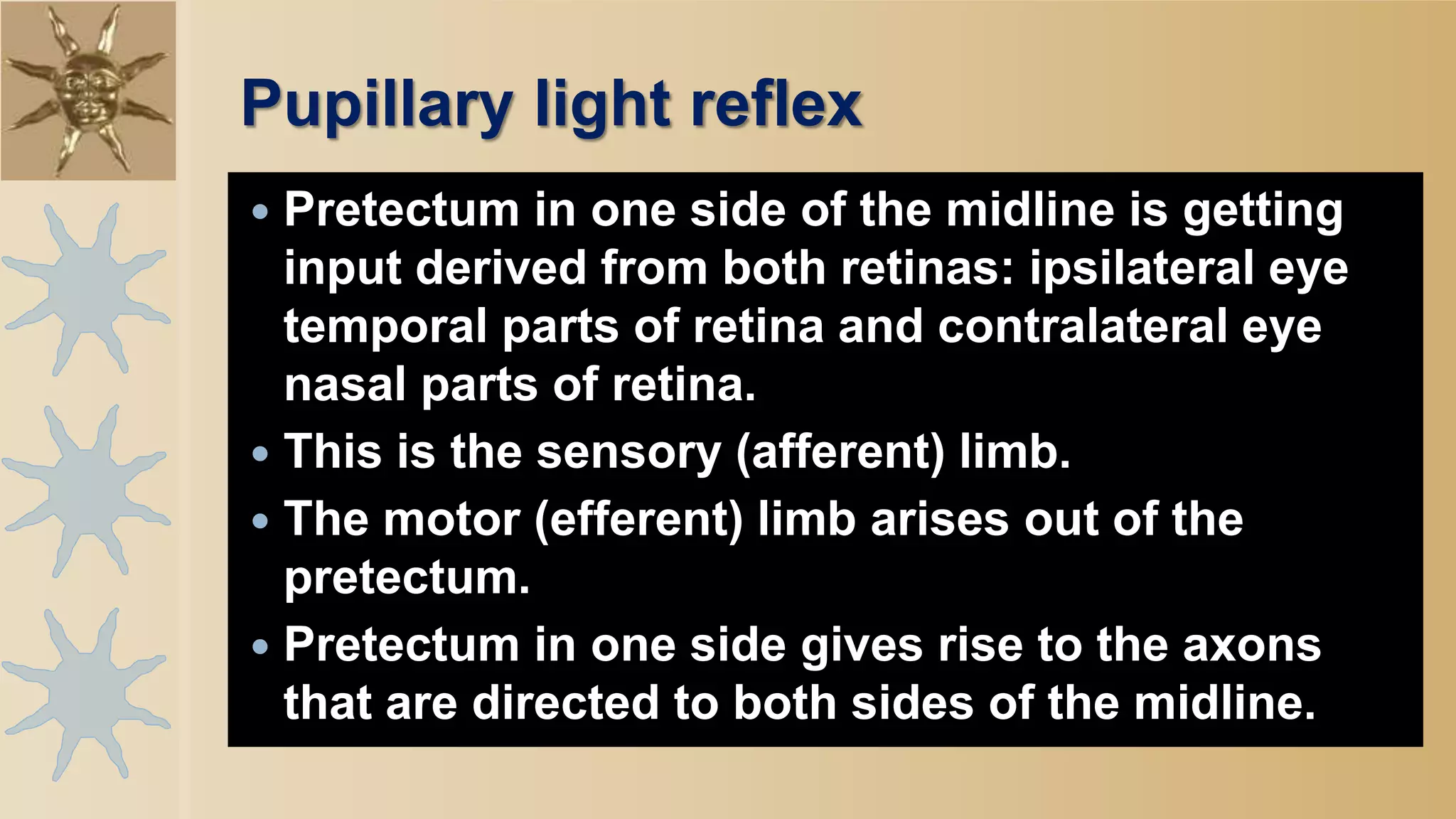 Central visual pathways | PPSX | Eye and Vision Conditions | Diseases ...