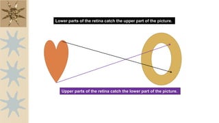 Central visual pathways | PPSX | Eye and Vision Conditions | Diseases ...