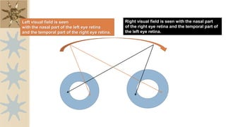 Central visual pathways | PPSX | Eye and Vision Conditions | Diseases ...