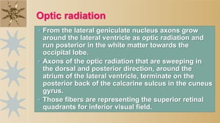 Central visual pathways | PPSX