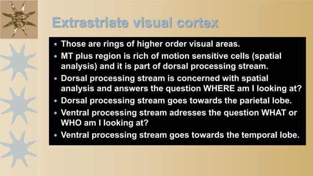Central visual pathways | PPT