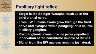 Central visual pathways | PPSX