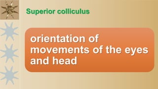 Central visual pathways | PPSX | Eye and Vision Conditions | Diseases ...