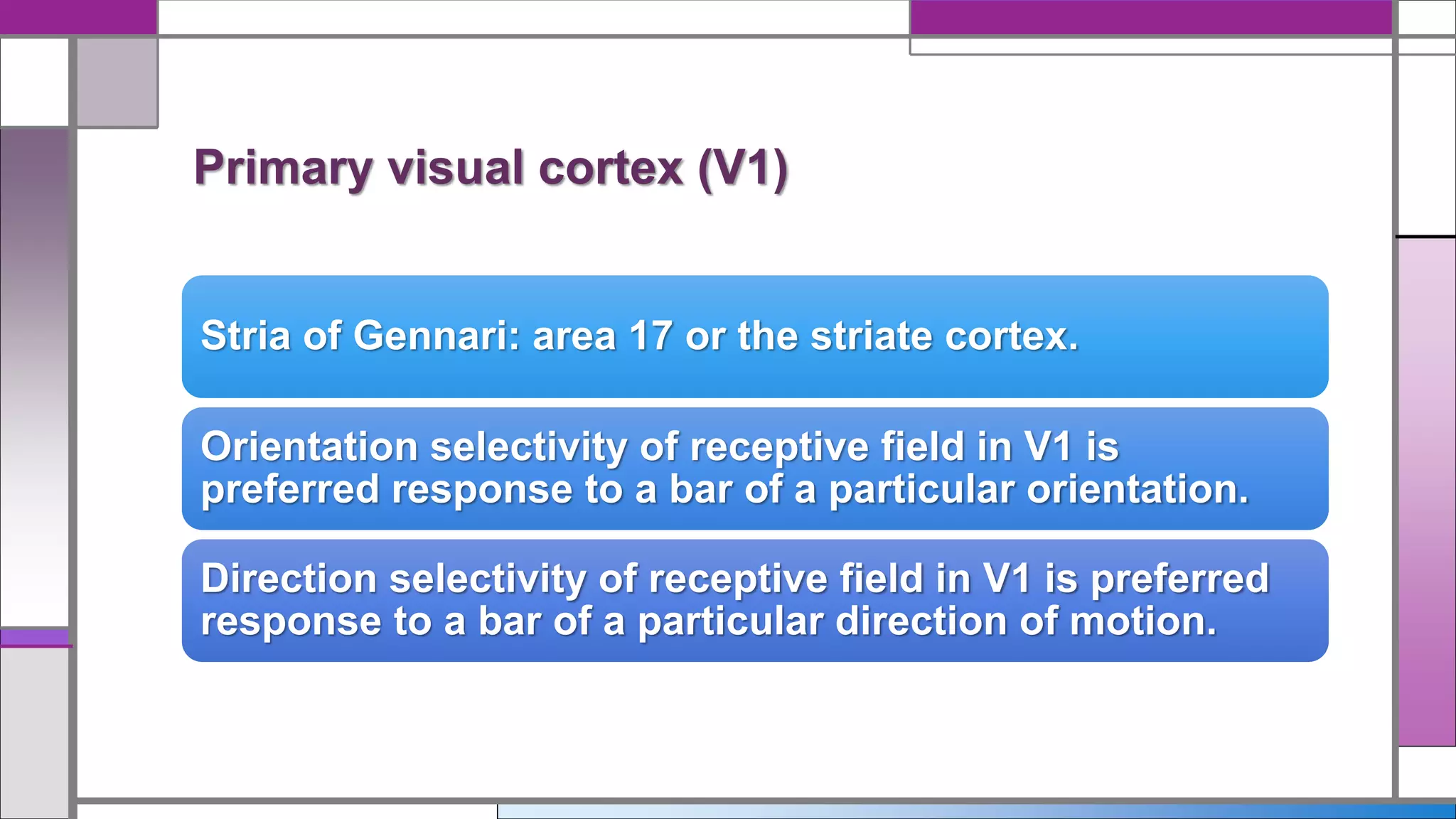 Central visual processing | PPSX