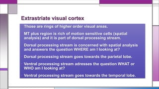 Central visual processing | PPSX