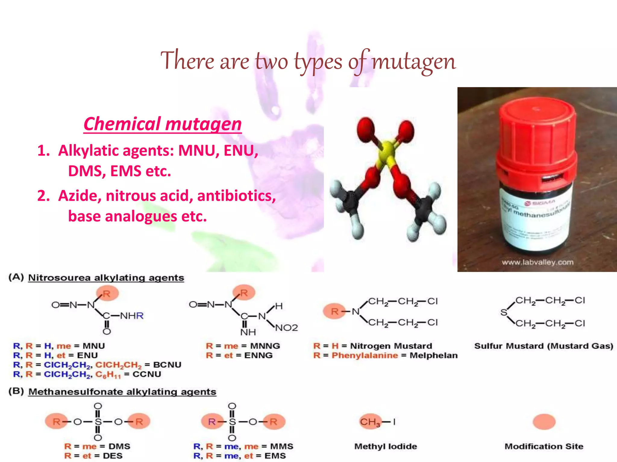 MUTATION BREEDING - A NEW ERA OF SCIENCE | PPT