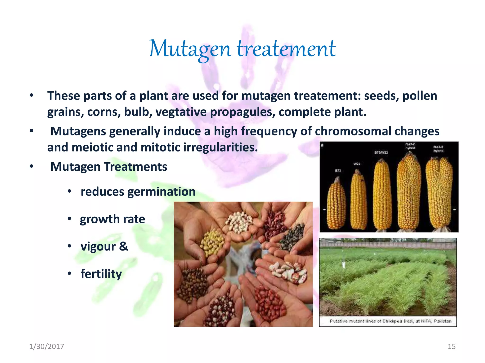 MUTATION BREEDING - A NEW ERA OF SCIENCE | PPT