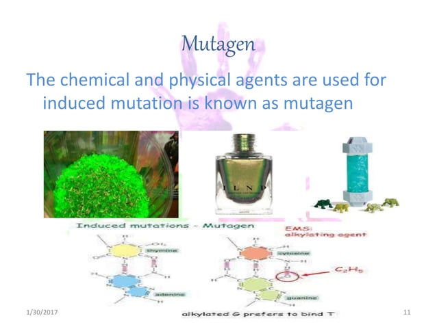MUTATION BREEDING - A NEW ERA OF SCIENCE | PPT