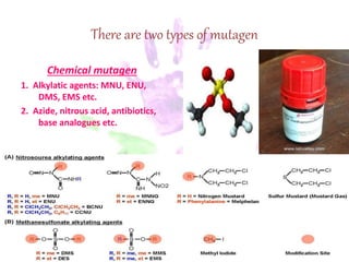 MUTATION BREEDING - A NEW ERA OF SCIENCE | PPT
